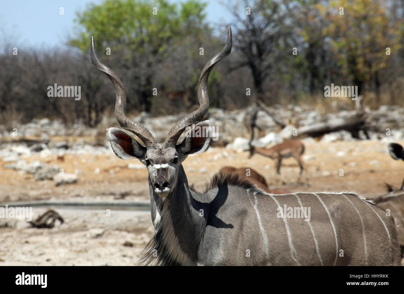 africa,namibia,buck,cornets,antelope,groer kudu,tragelaphus ...