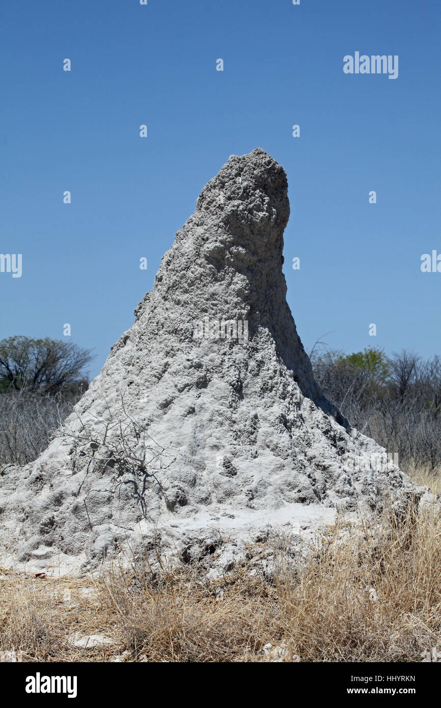 Termitenbau hi-res stock photography and images - Alamy