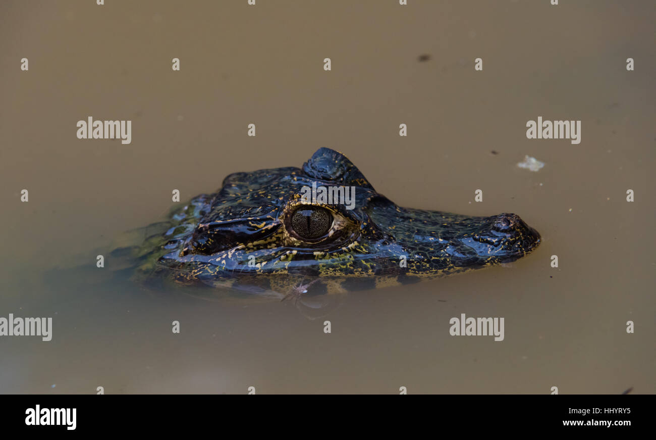 Small caiman hi-res stock photography and images - Alamy