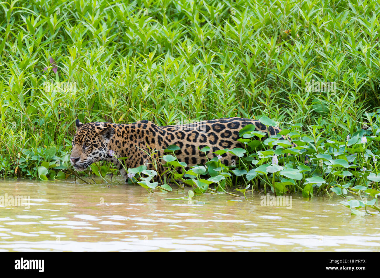 Jaguar in water hi-res stock photography and images - Alamy
