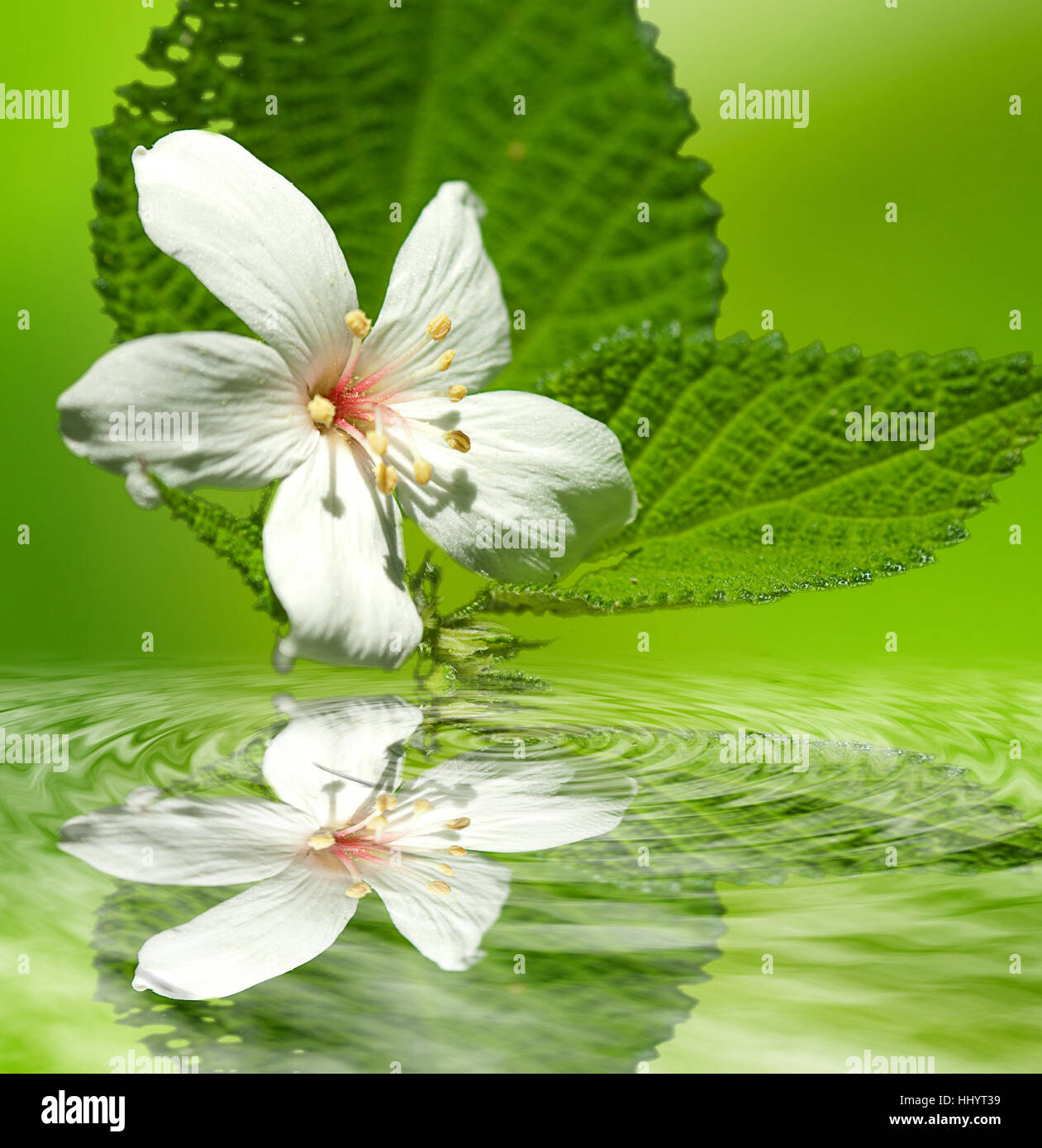 objects, isolated, graphics, closeup, graphic, flower, plant, lily ...