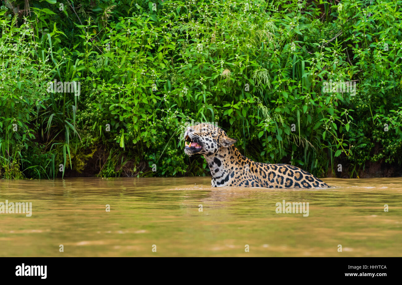 Jaguar snapping at bees while wading in river Stock Photo - Alamy