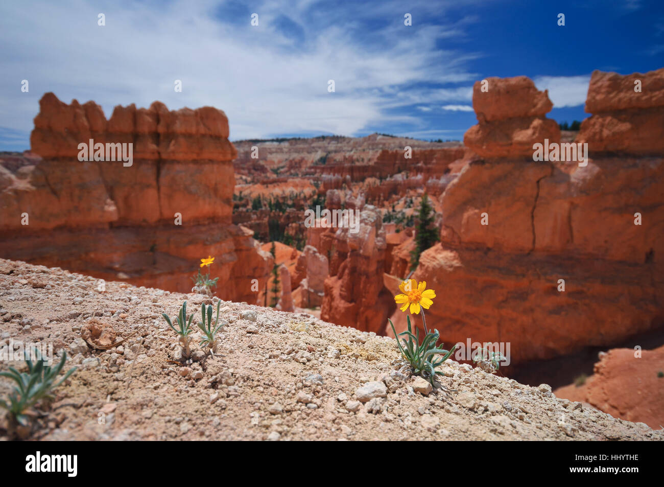 mountains, flower, plant, national park, usa, rock, america, ravine ...