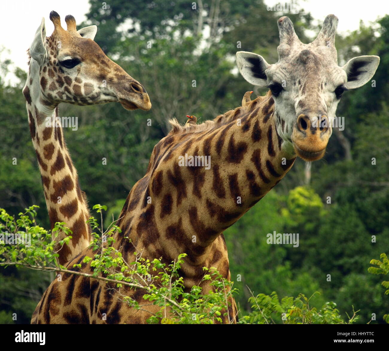 africa, kenya, virgin forest, sight, view, outlook, perspective, vista ...