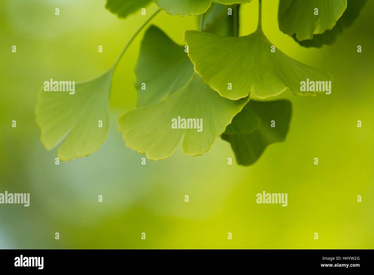 leaf, medicinally, medical, tree, green, leaves, deciduous tree, summer ...