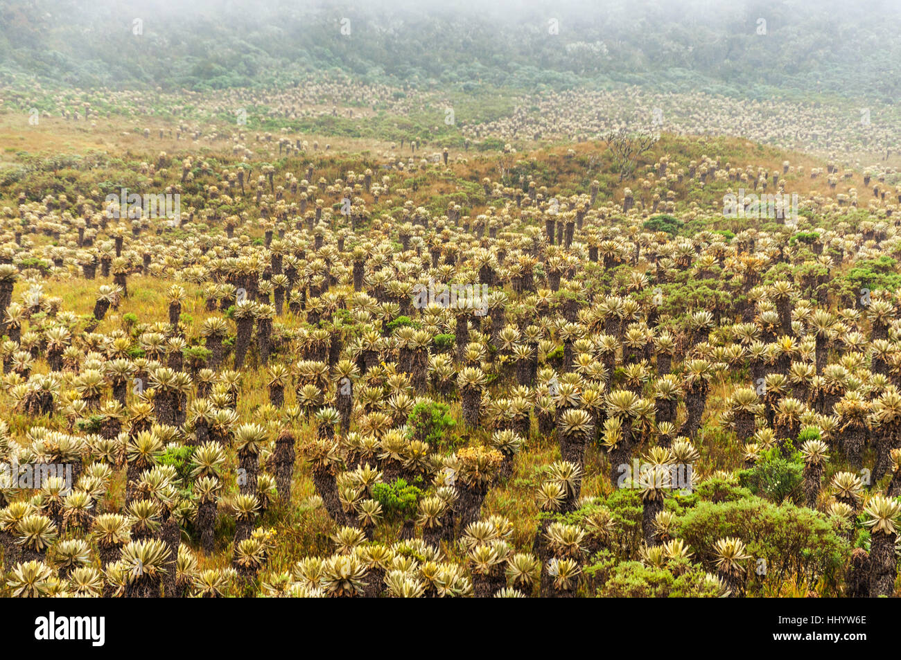 colombia, andes, mountain, environment, enviroment, america, south ...