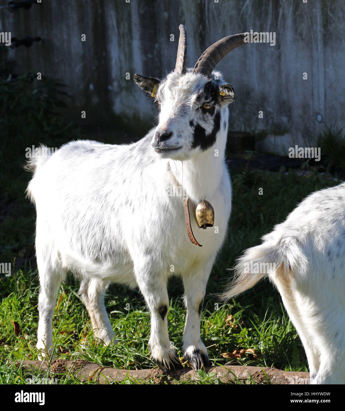 pet, agriculture, farming, goat, cornets, she-goat, farm animal ...