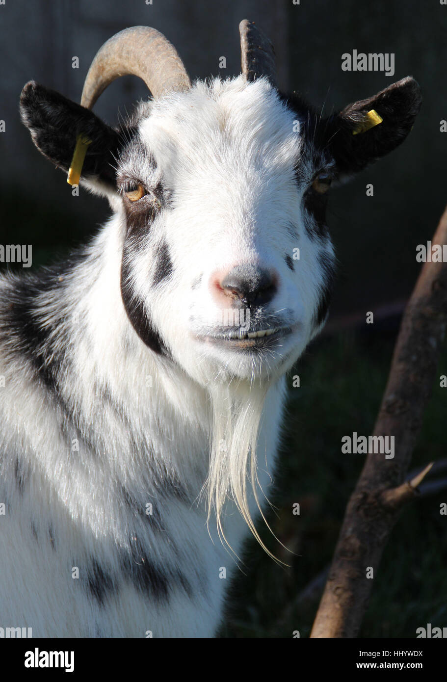 pet, agriculture, farming, goat, cornets, she-goat, farm animal ...