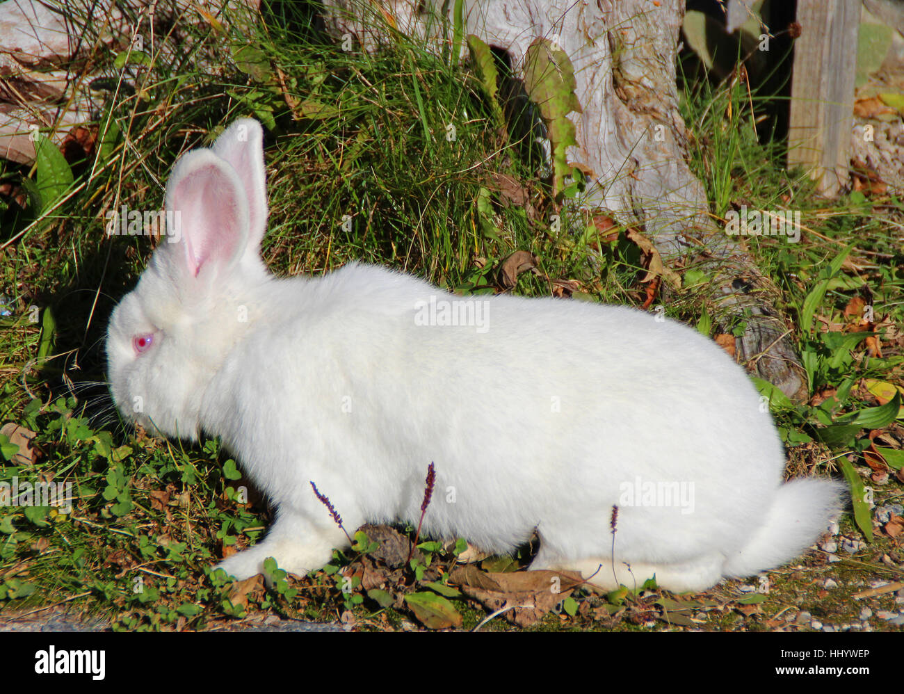 pet, easter, rabbit, hare, rabbits, bunny, animal, pet, mammal, eyes ...