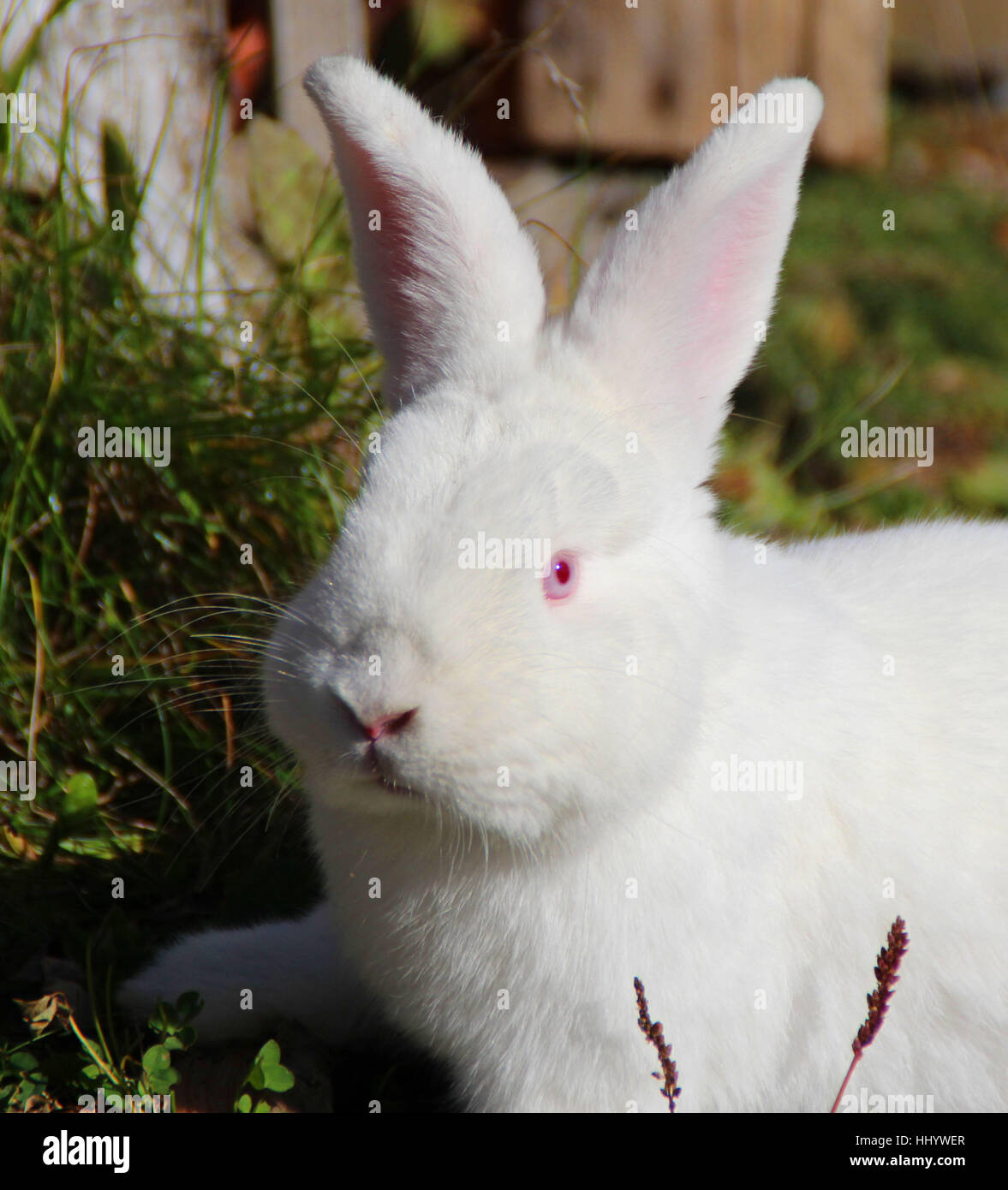 Pelz rosa hi-res stock photography and images - Alamy