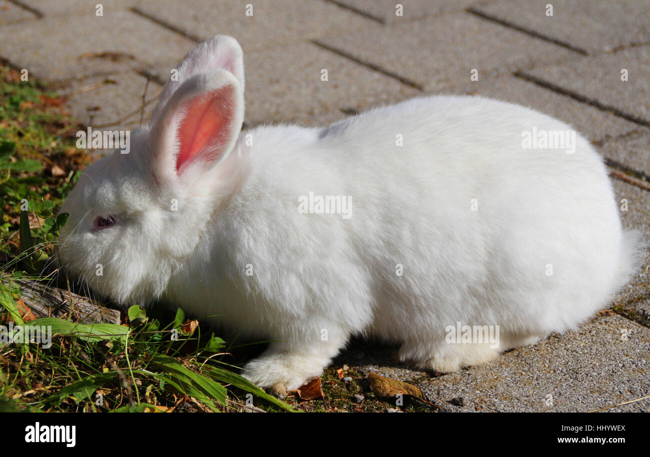 pet, easter, rabbit, hare, rabbits, bunny, animal, pet, mammal, eyes ...