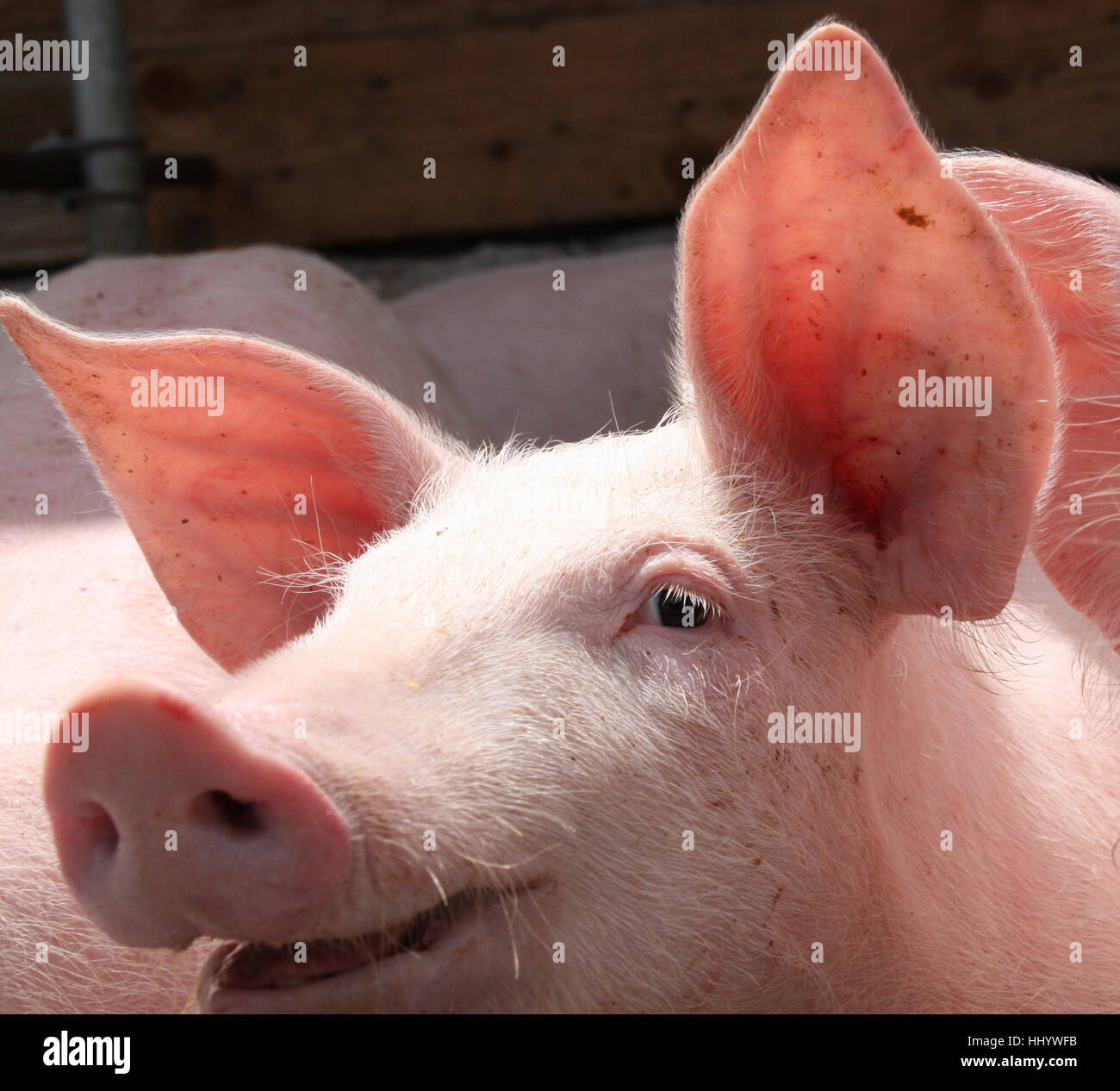 agriculture, farming, muzzle, piglet, thick, wide, fat, pig, animal ...