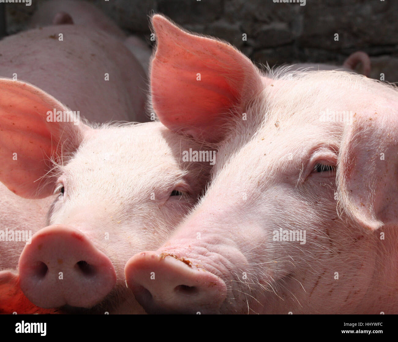 agriculture, farming, muzzle, piglet, thick, wide, fat, pig, animal ...
