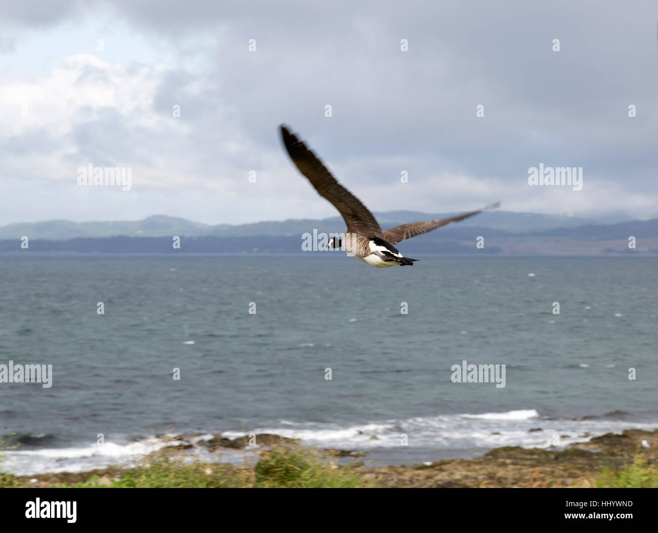 Lone goose flying over ocean Stock Photo - Alamy