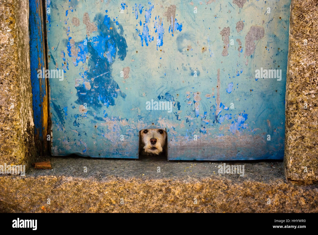wait, waiting, blue, house, building, colour, animal, pet, mammal, goal ...