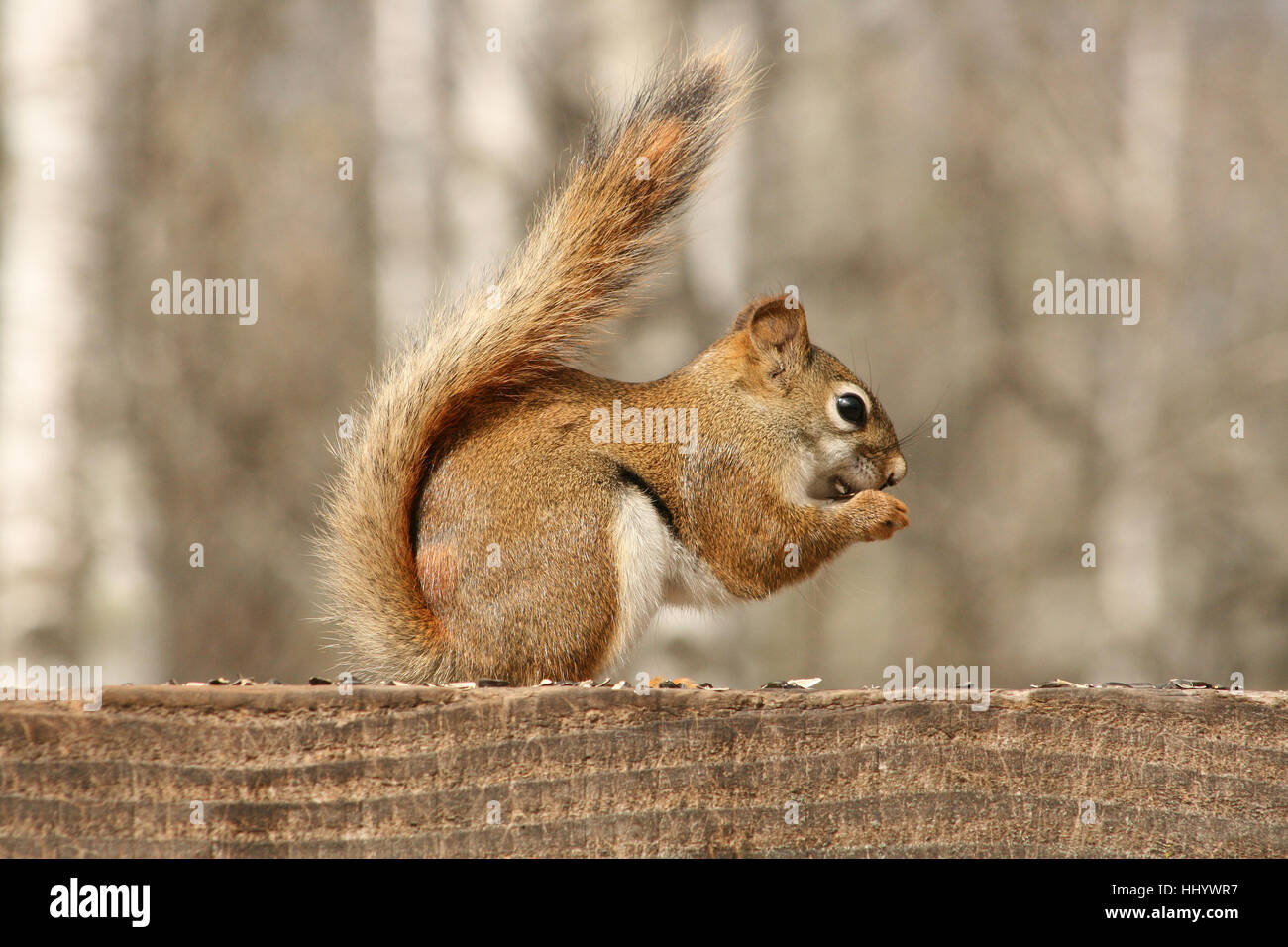 tree, rodent, spring, bouncing, bounces, hop, skipping, frisks, jumping ...