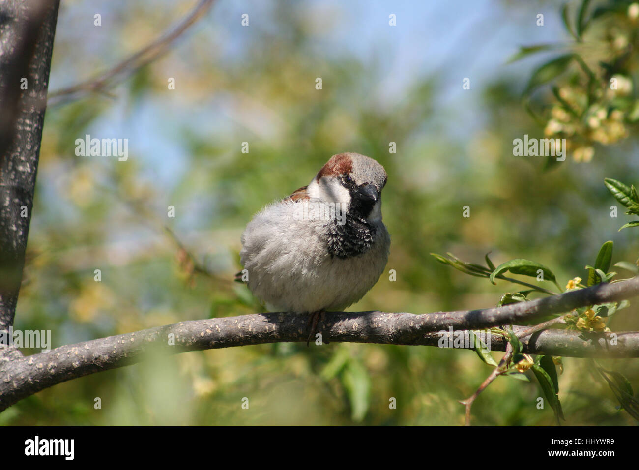 tree, bird, spring, bouncing, bounces, hop, skipping, frisks, jumping ...