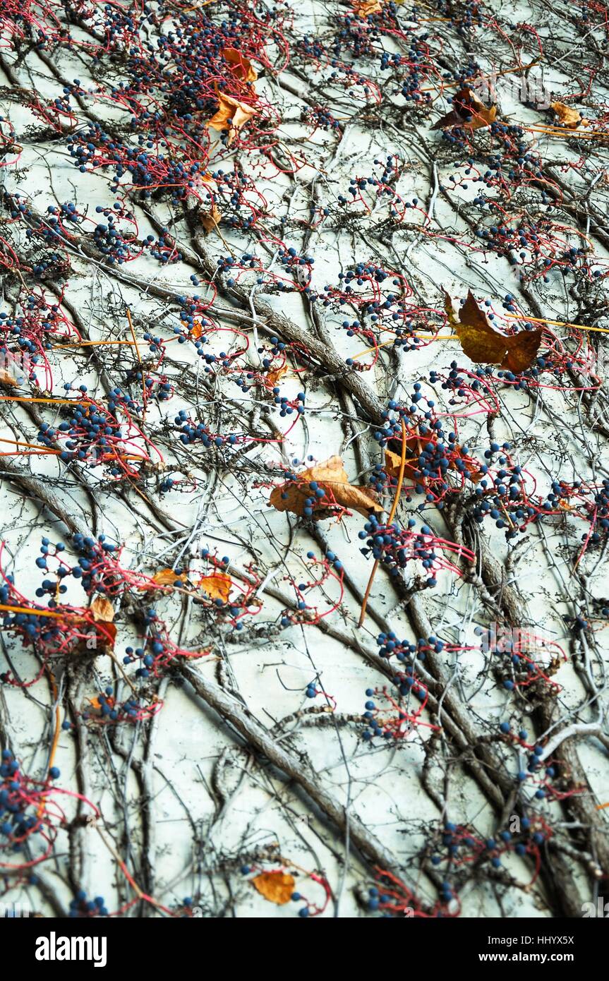 wine, red wine, wall, climbing plant, vineyard, wineyard, bur, white ...