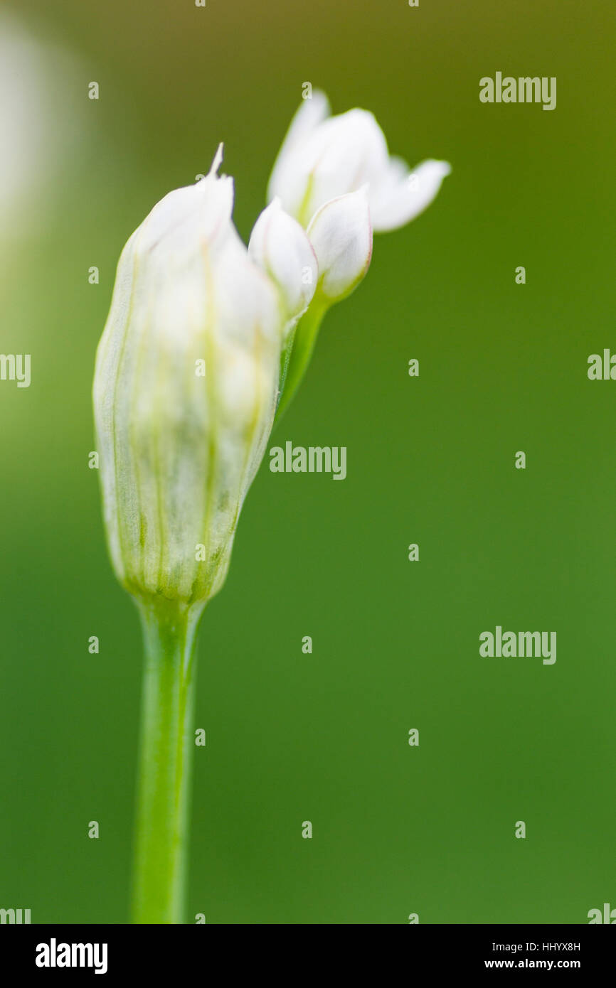 spice, leek, chives, chive, plant, nature, spice, plant, bloom, blossom ...