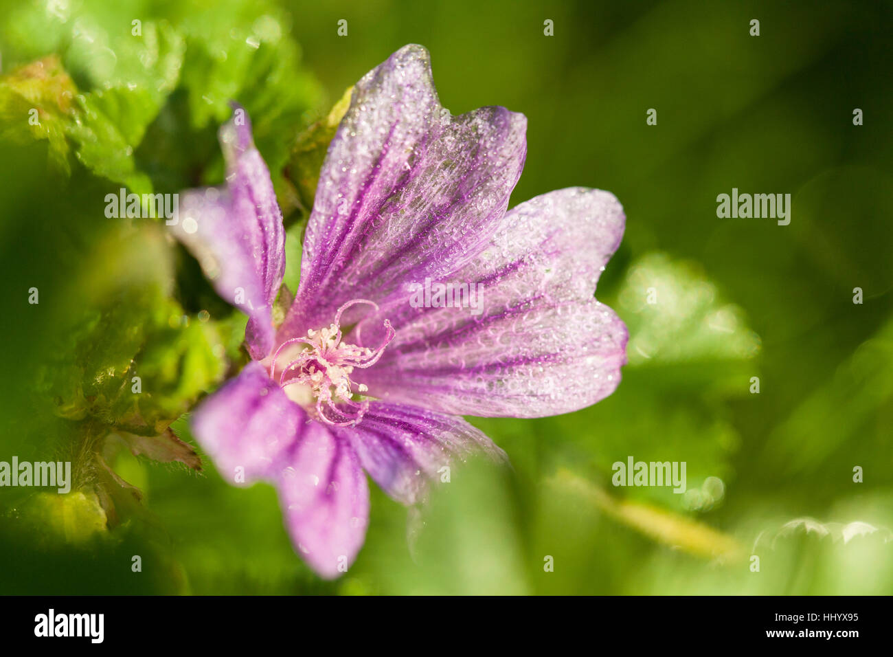wild, purple, mallow, medicinal plant, plant, nature, macro, close-up ...