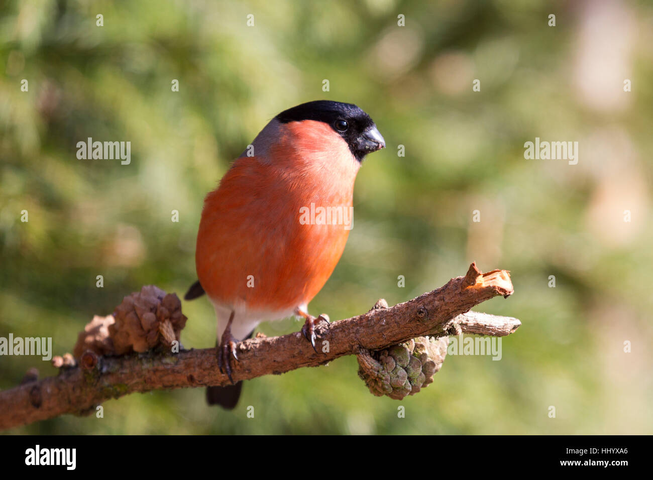 Gimpel (Pyrrhula pyrrhula Stock Photo - Alamy