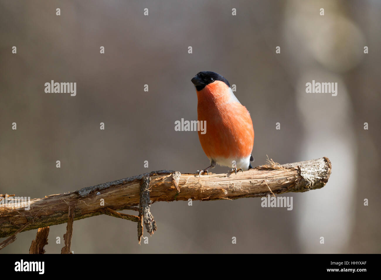 Eigentliche gimpel hi-res stock photography and images - Alamy