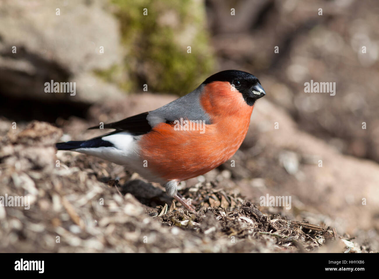 Eigentliche gimpel hi-res stock photography and images - Alamy