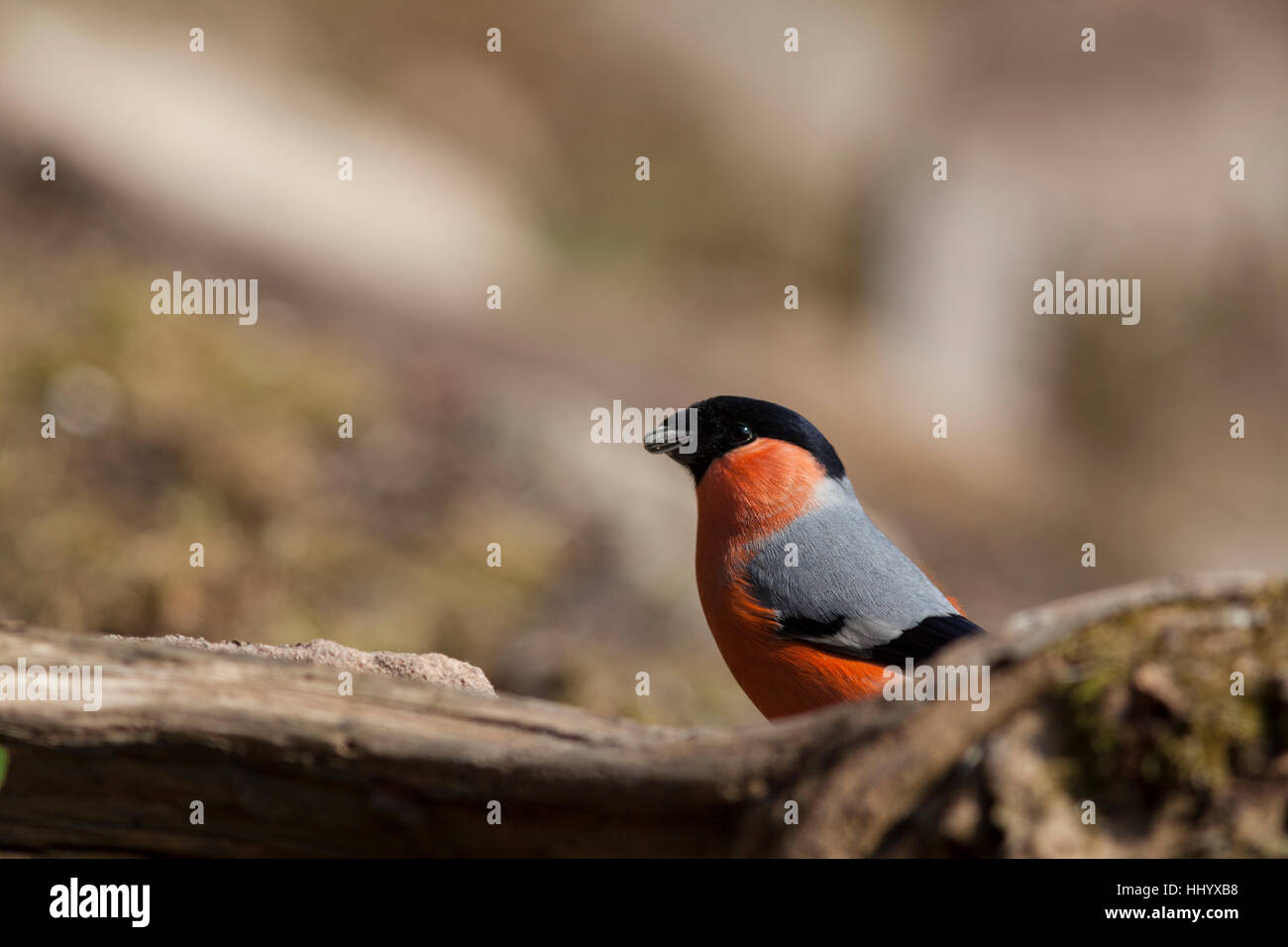 Eigentliche gimpel hi-res stock photography and images - Alamy