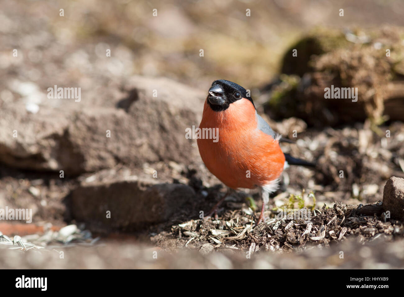 Gimpel (Pyrrhula pyrrhula Stock Photo - Alamy