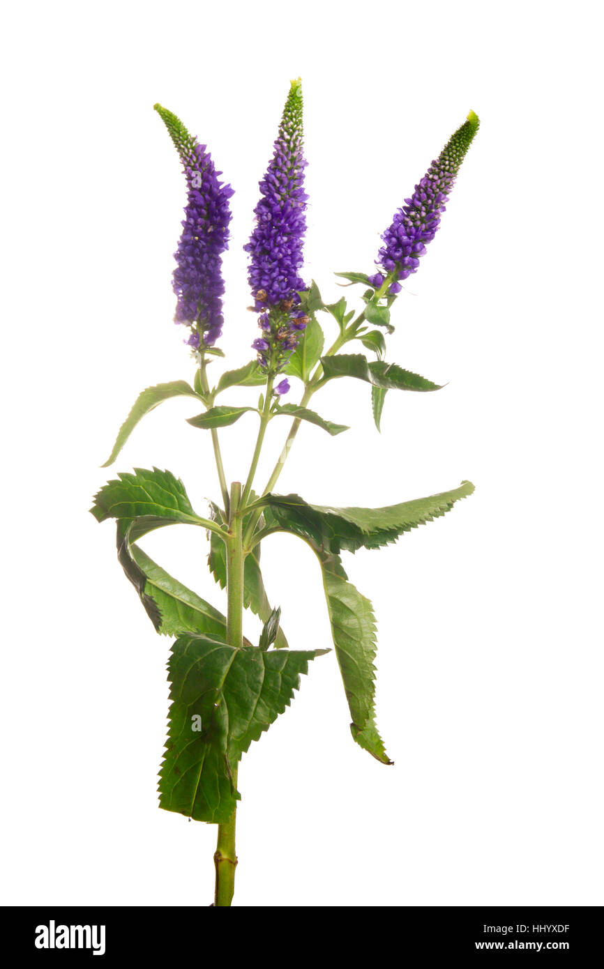 Veronica longifolia blauriesin Cut Out Stock Images & Pictures - Alamy
