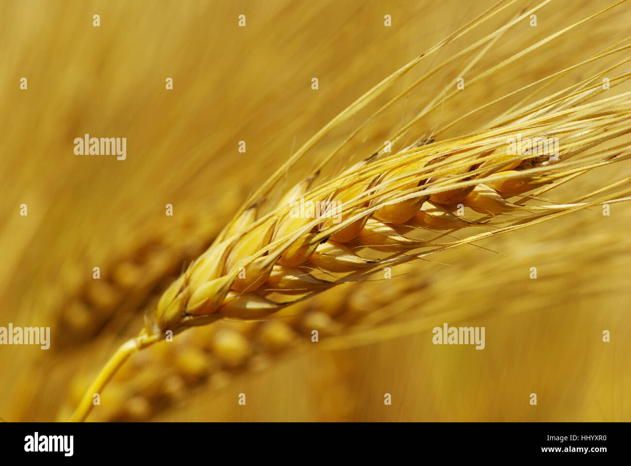 bread, health, agriculture, farming, field, grain, ripe, harvest, dry ...