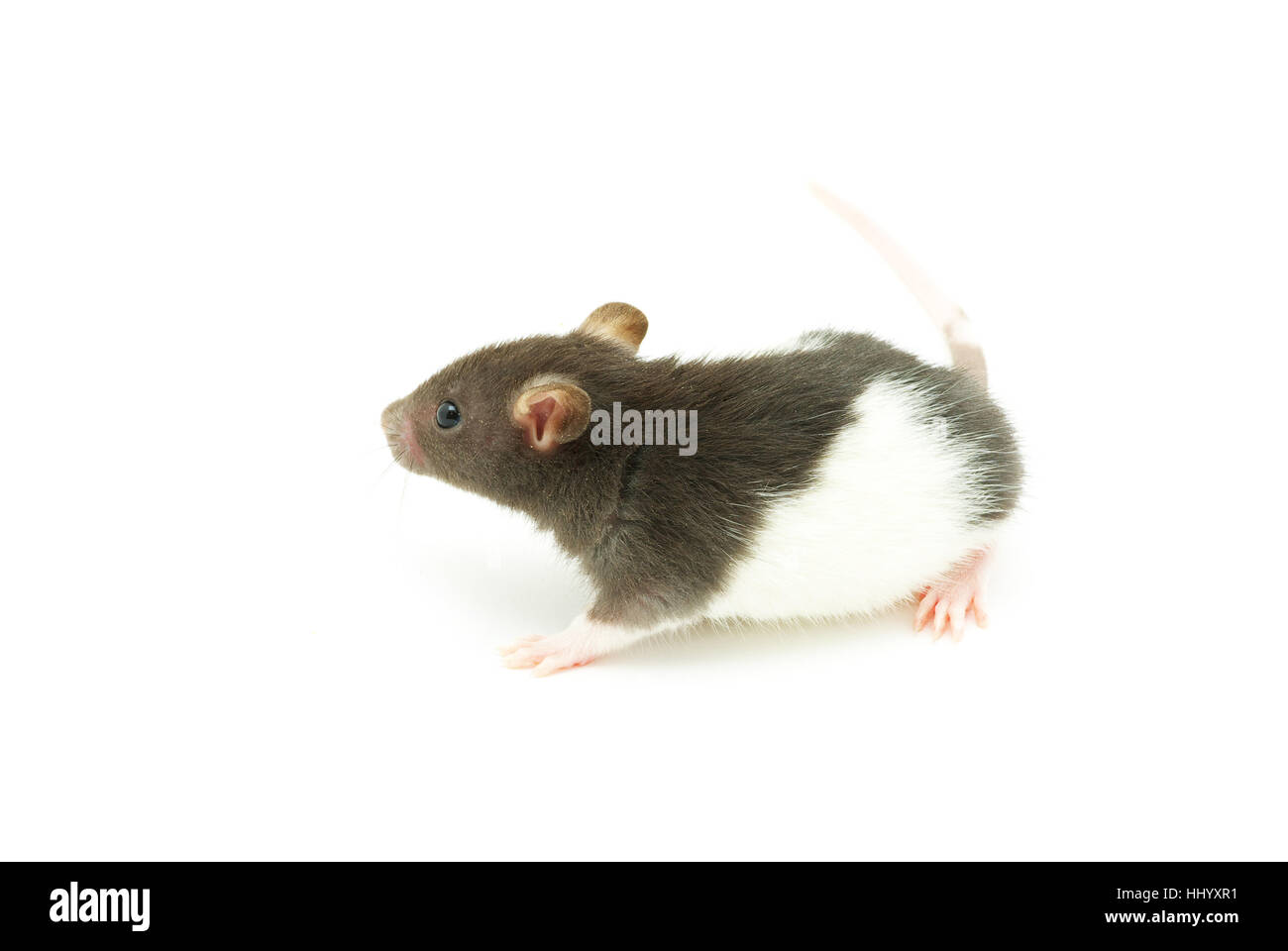 isolated, closeup, animal, mammal, pets, rodent, fur, hairy, shy, nose ...