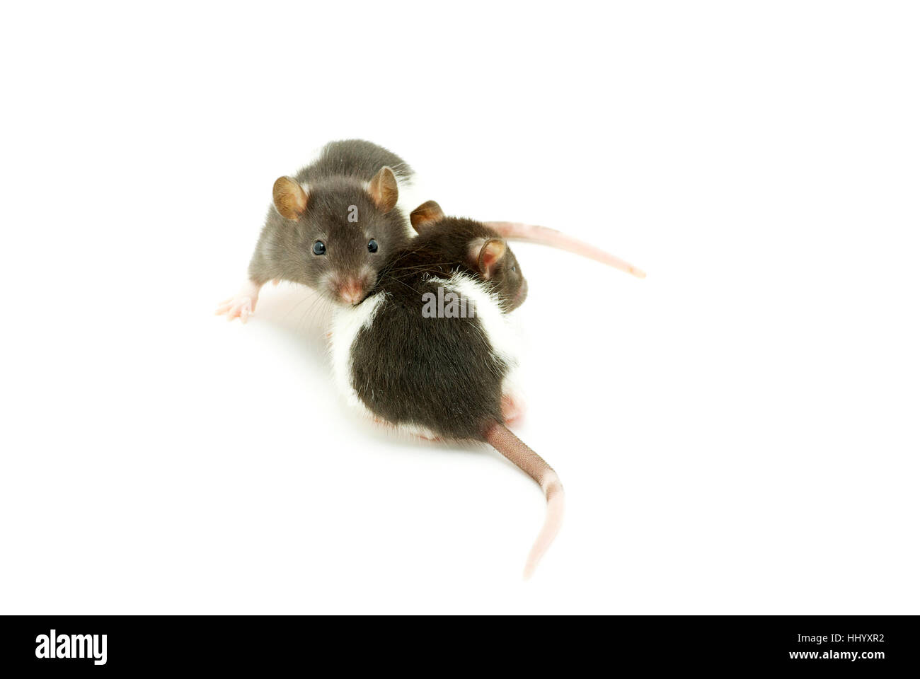 isolated, closeup, animal, mammal, pets, rodent, fur, hairy, shy, nose ...