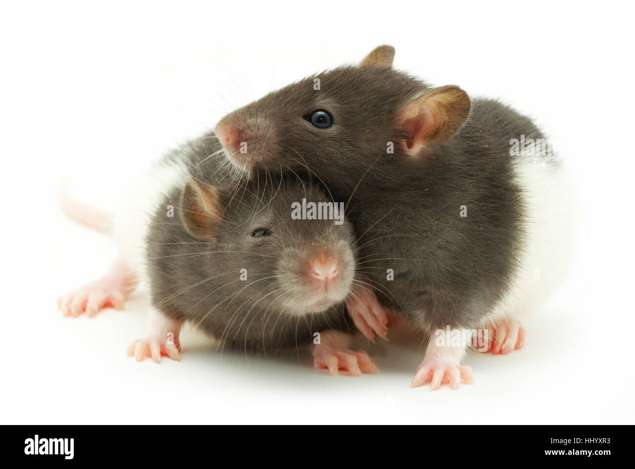 funny rat isolated on white background Stock Photo - Alamy