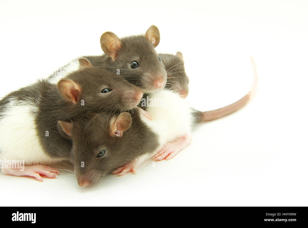 isolated, closeup, animal, mammal, pets, rodent, fur, hairy, shy, nose ...