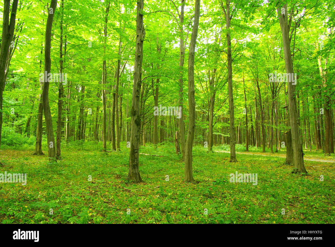 religious, tree, trees, sunbeams, sunlight, magnificence, woods, luxury ...