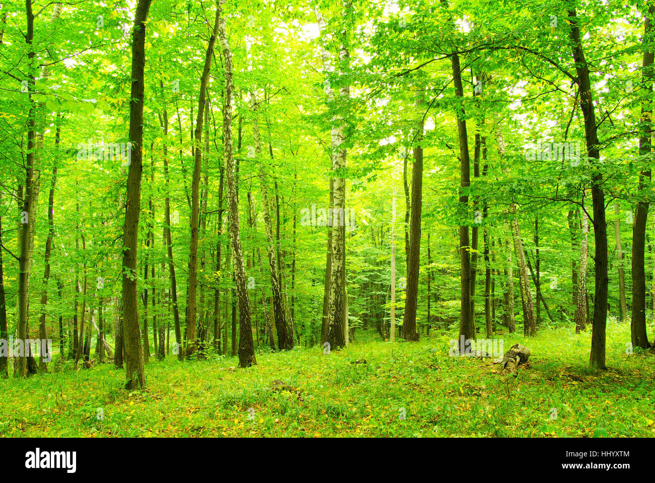 religious, tree, trees, sunbeams, sunlight, magnificence, woods, luxury ...
