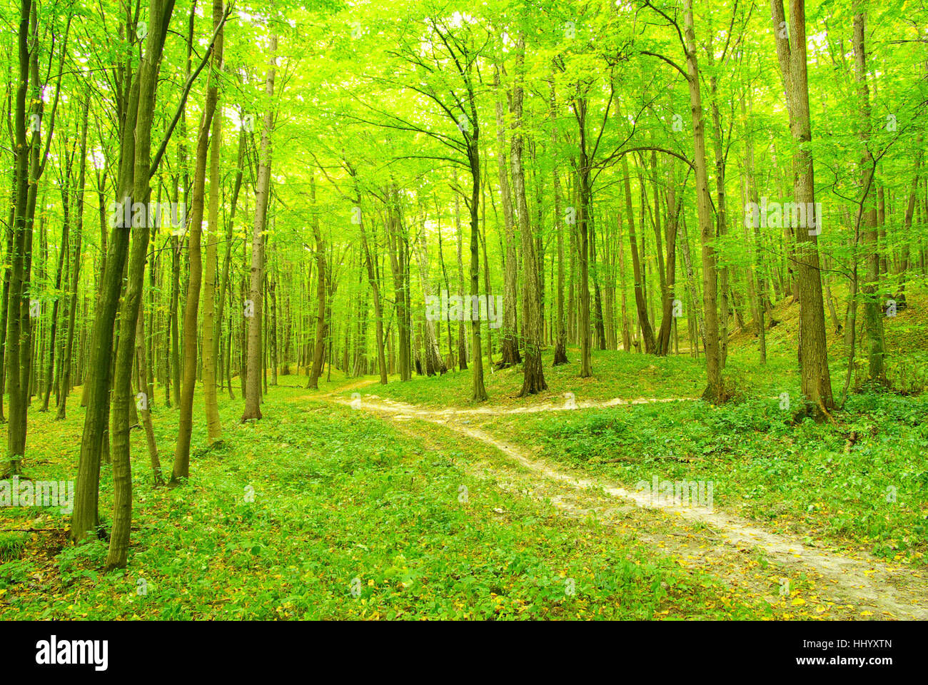 summer, summerly, sunrise, soft, woods, sunbeam, warm, morning, misty ...