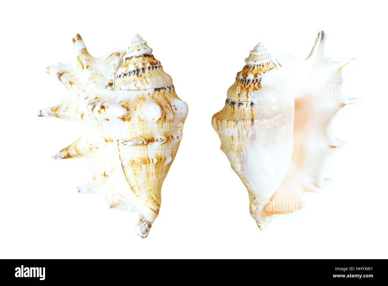 Sea shell isolated on white background Stock Photo - Alamy