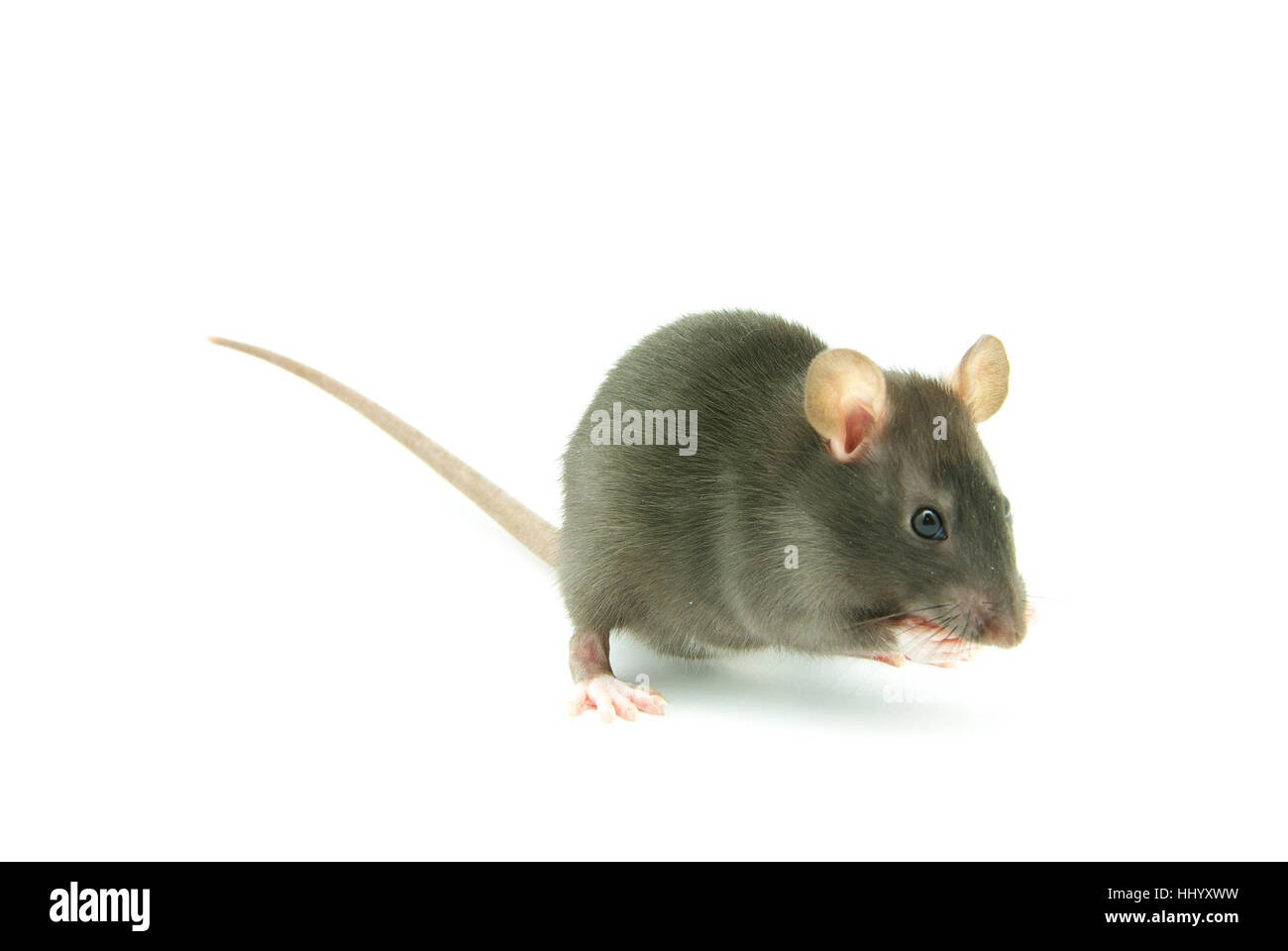 isolated, closeup, animal, mammal, pets, rodent, fur, hairy, shy, nose ...