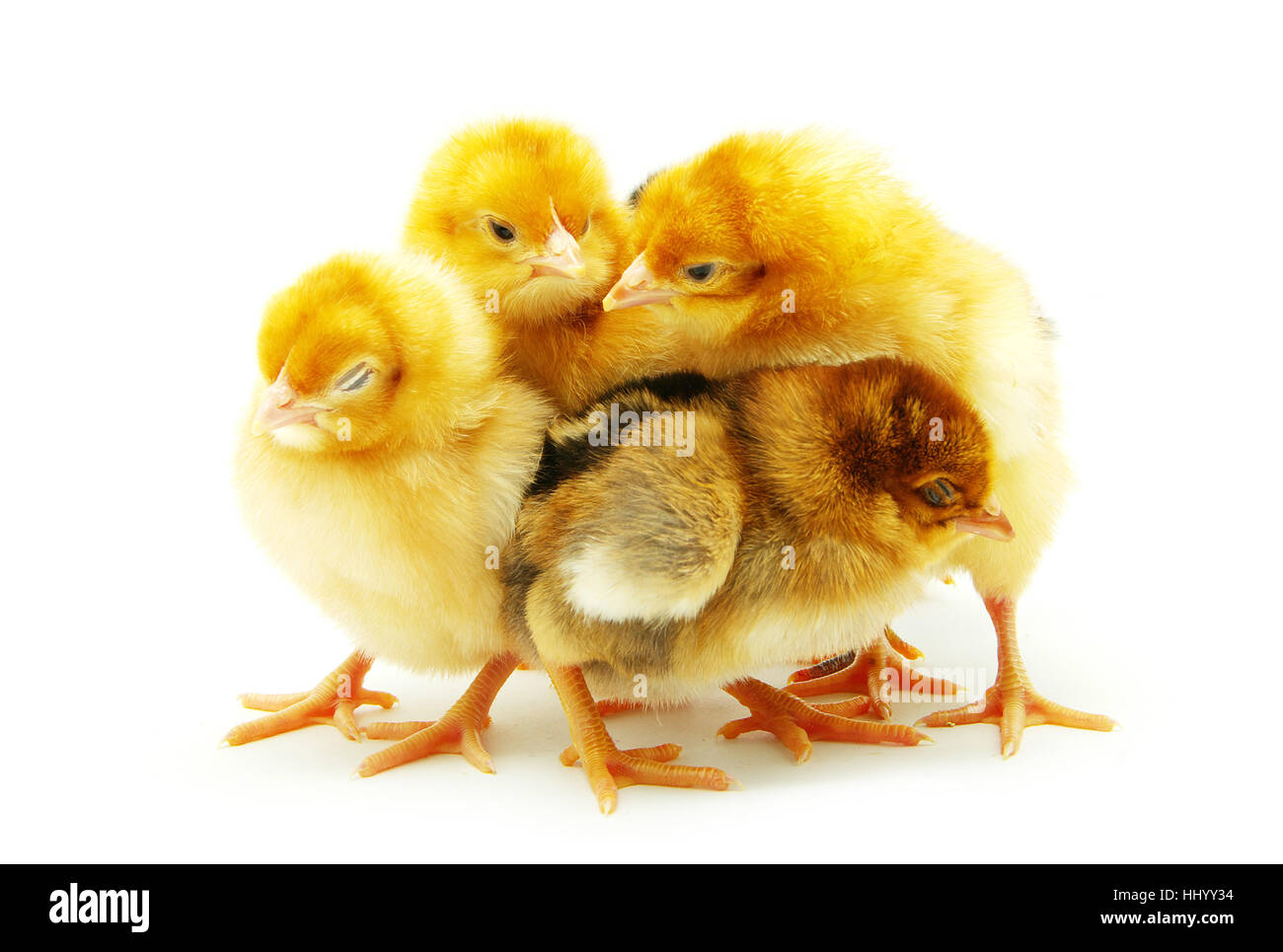 Cute little baby chicken isolated on white background Stock Photo - Alamy