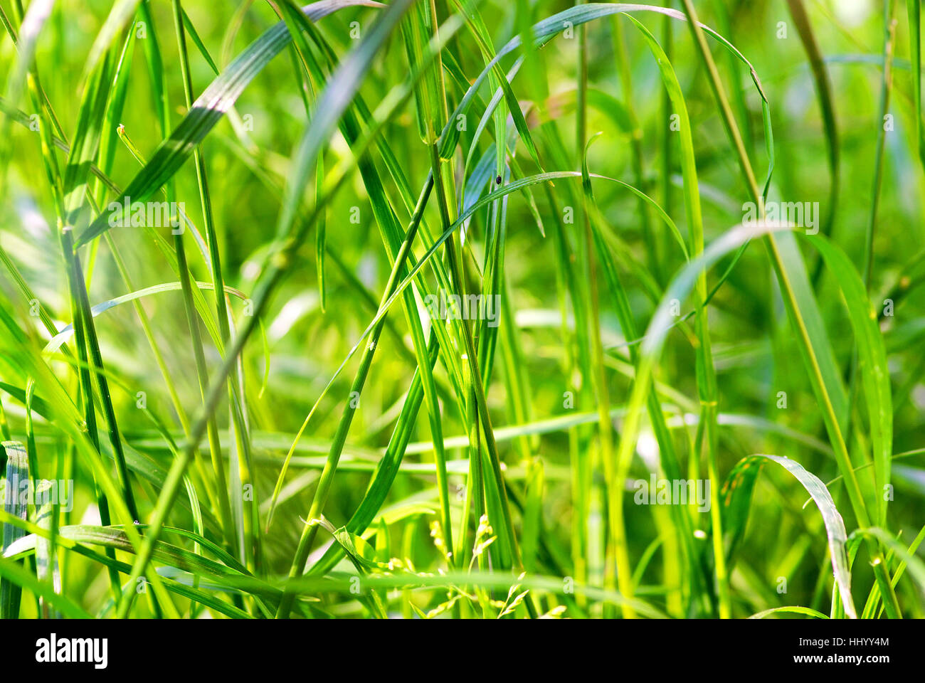 field, summer, summerly, growth, backgrounds, energy, vitality, meadow ...