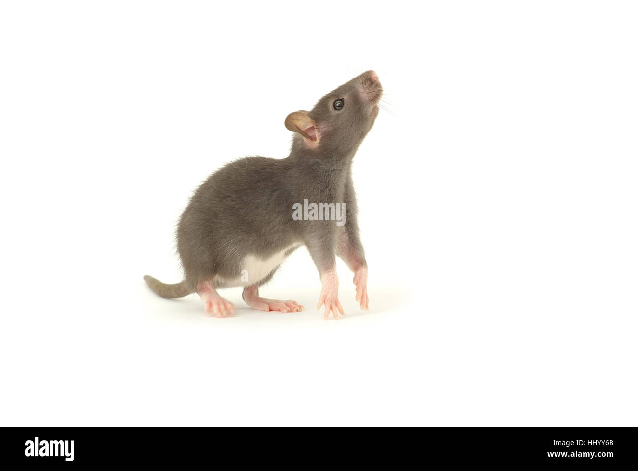 isolated, closeup, animal, mammal, pets, rodent, fur, hairy, shy, nose ...