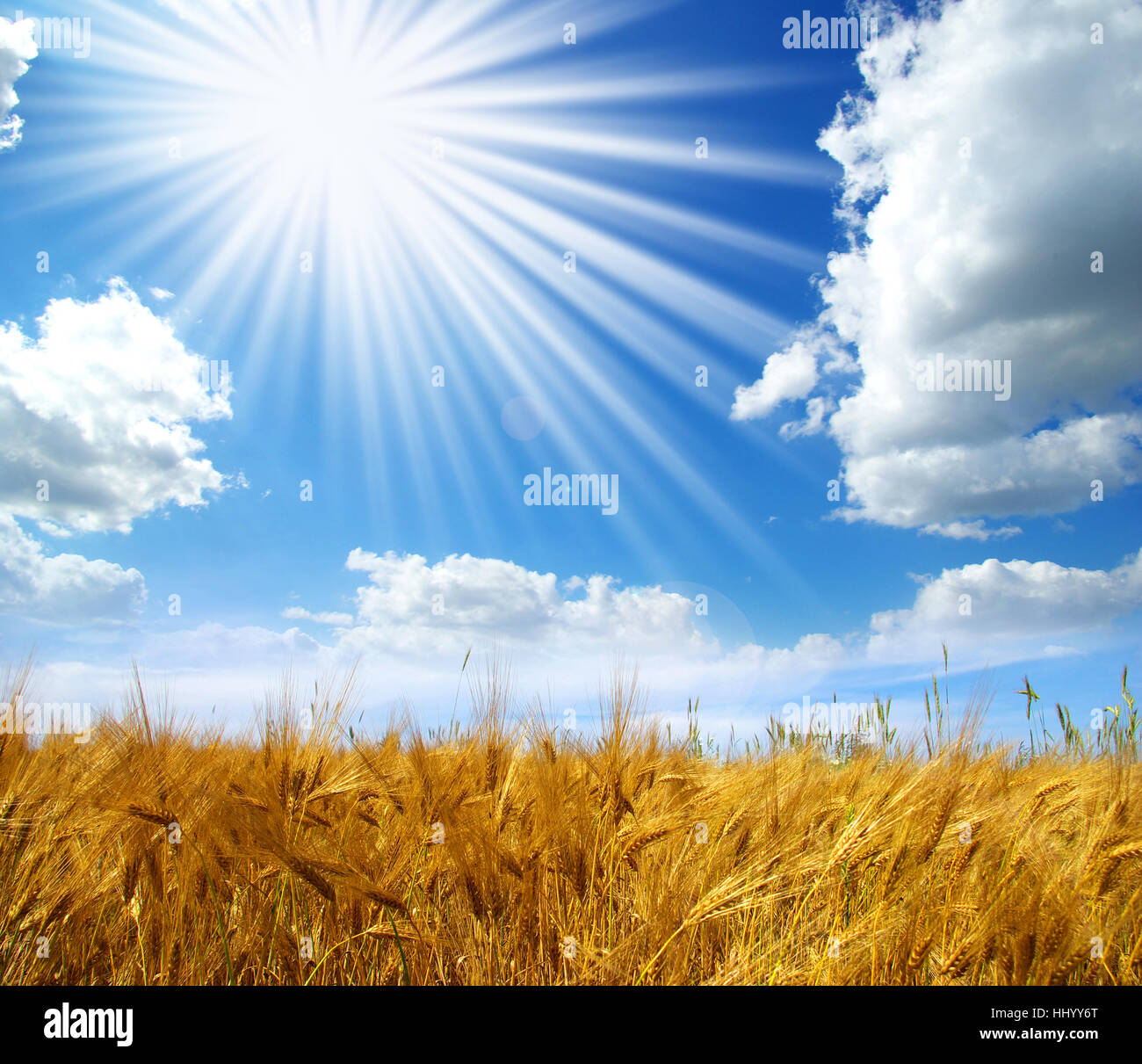 agriculture, farming, field, ripe, harvest, wheat, ear, flour, farm ...