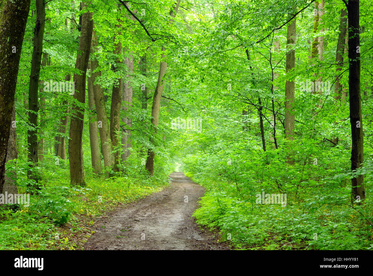 summer, summerly, sunrise, soft, woods, sunbeam, warm, morning, misty ...