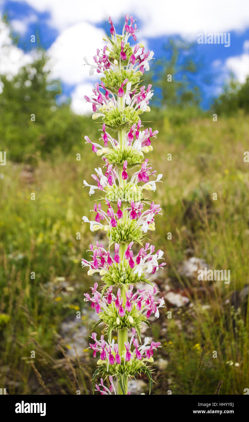 Mountain flower closeup Stock Photo - Alamy