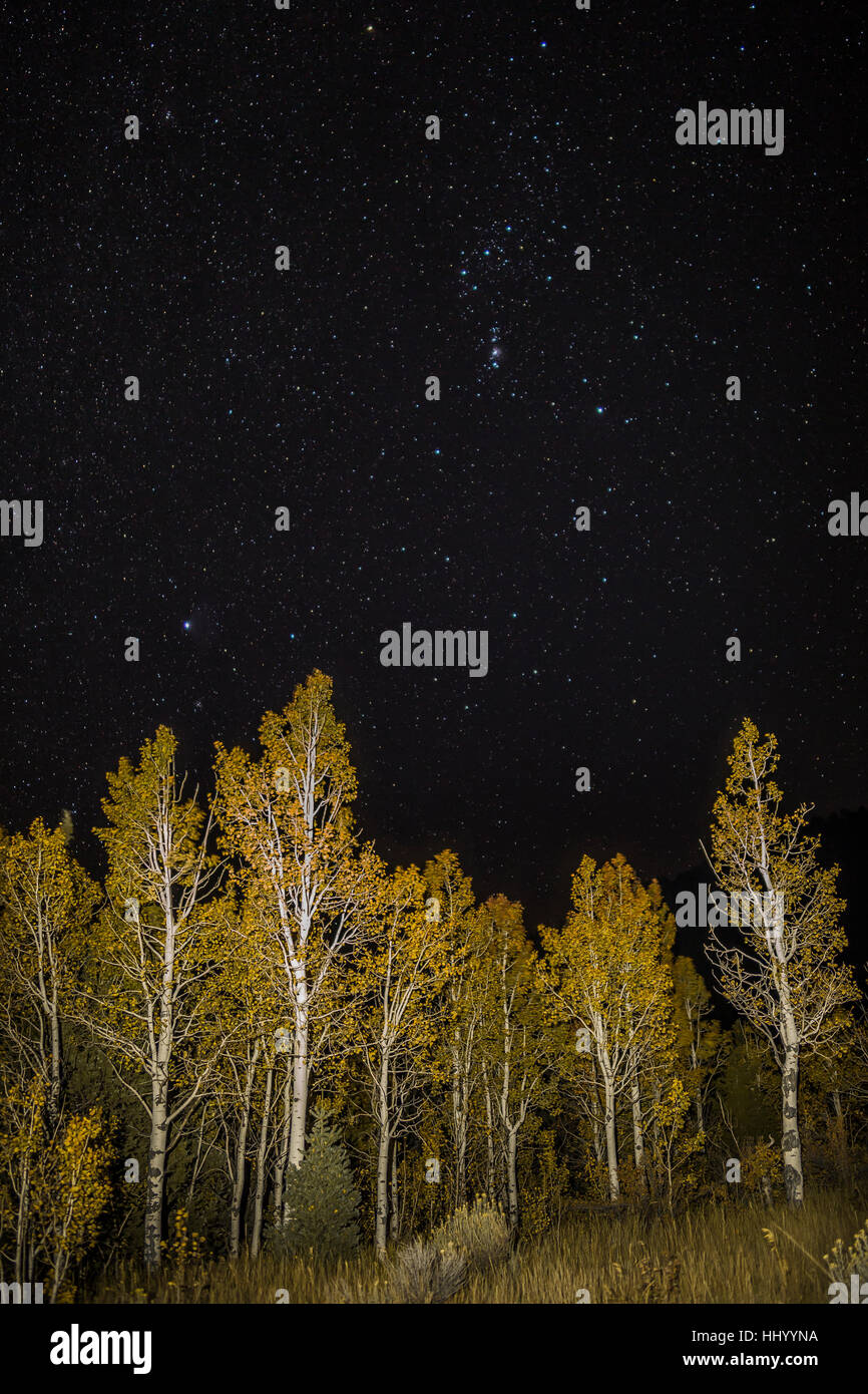 Autumn Trembling Aspen, Populus tremuloides, grove lighted on a dark ...
