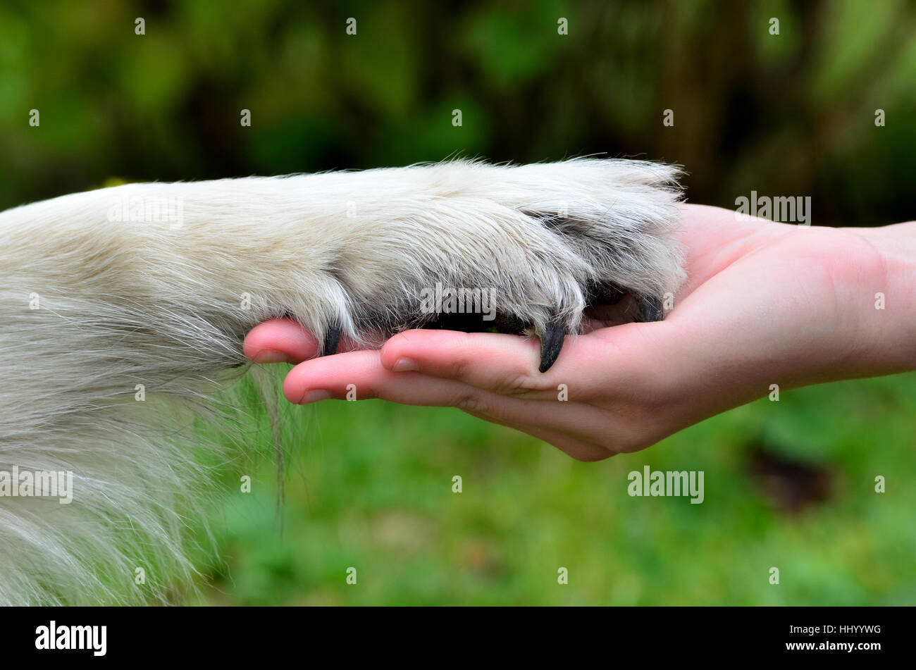 Hand dog hi-res stock photography and images - Alamy