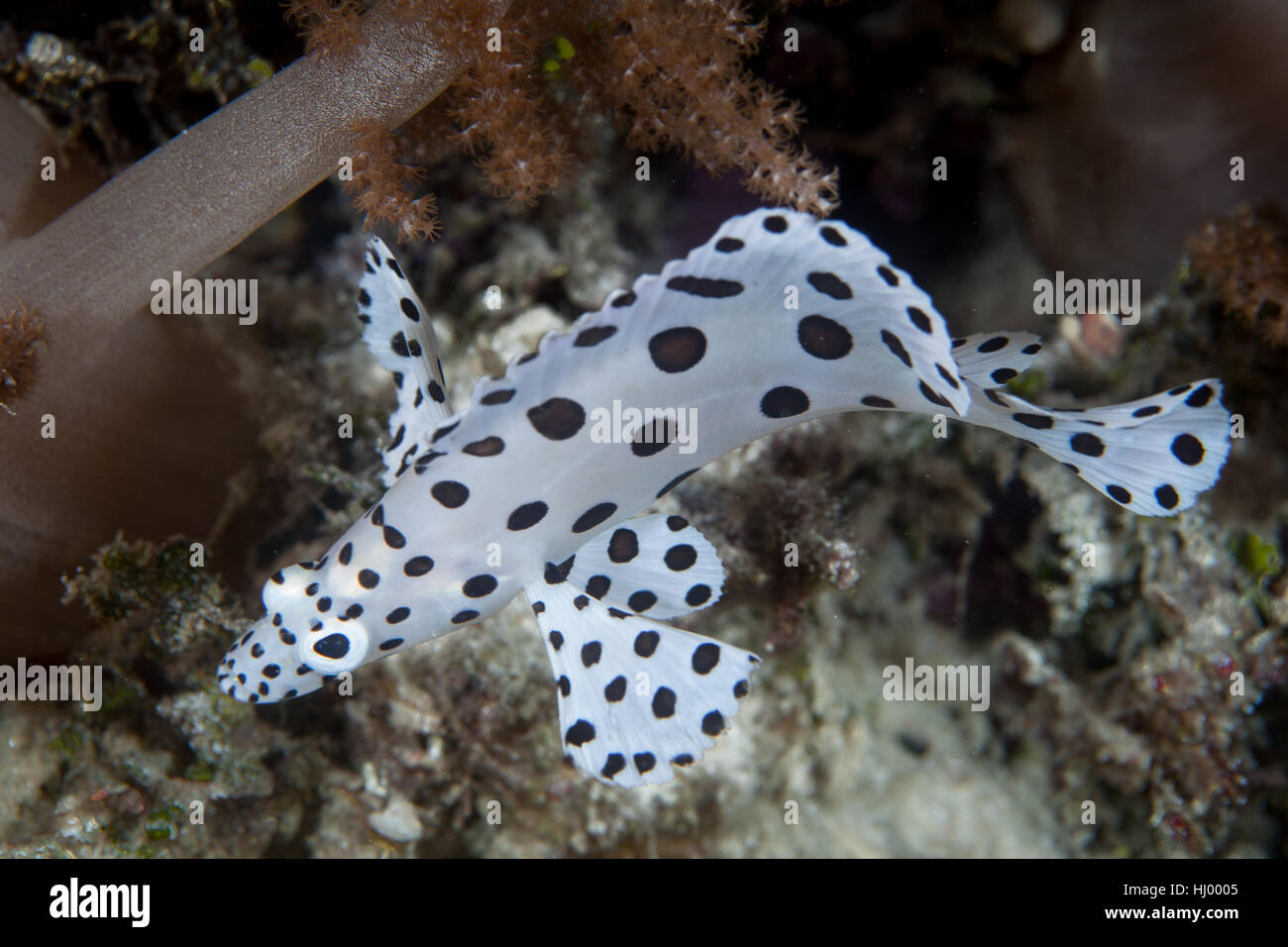 A Barramundi cod, also known as a Humpback grouper, swims above a reef ...