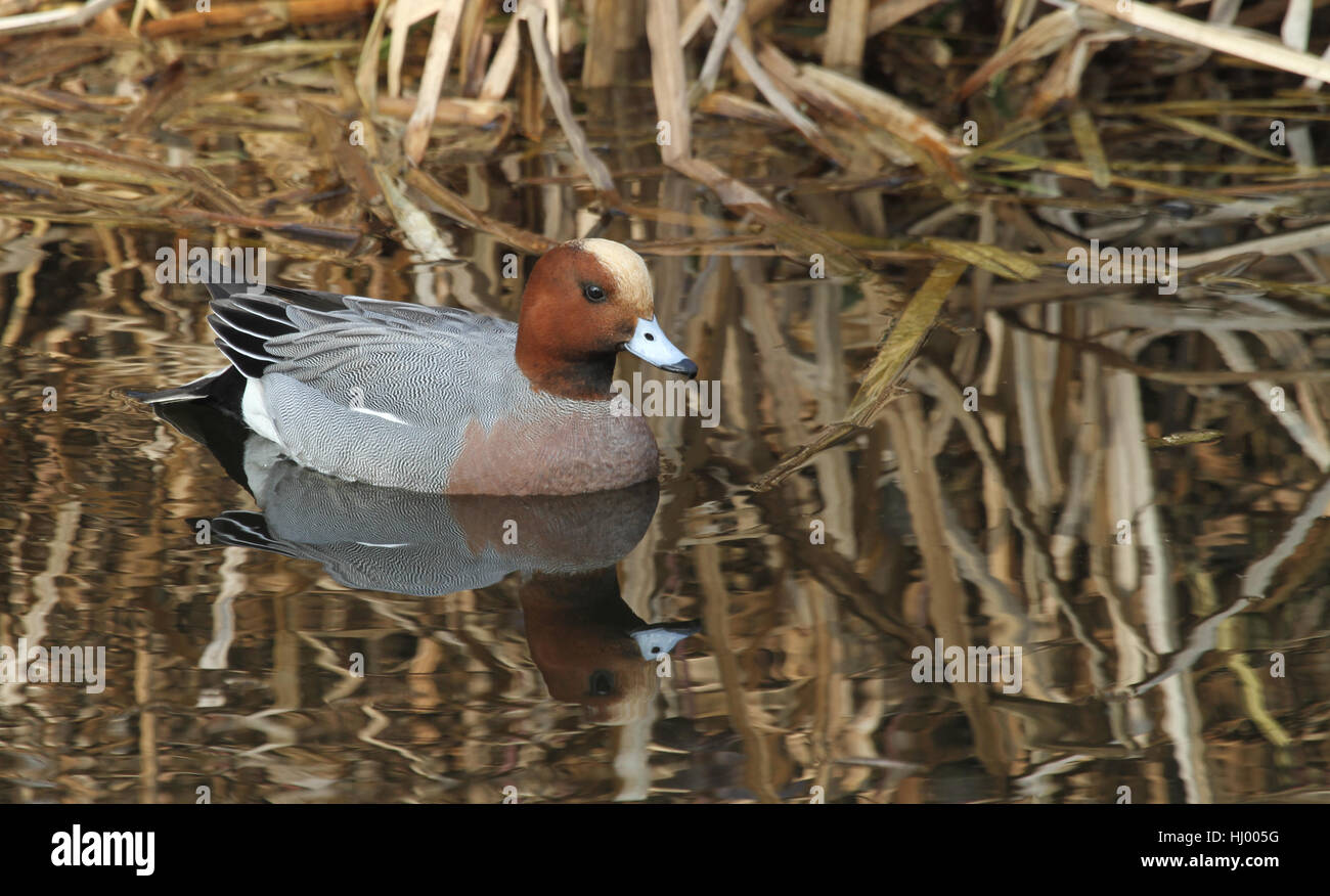A beautiful male Wigeon (Anas penelope) swimming in a river with its ...